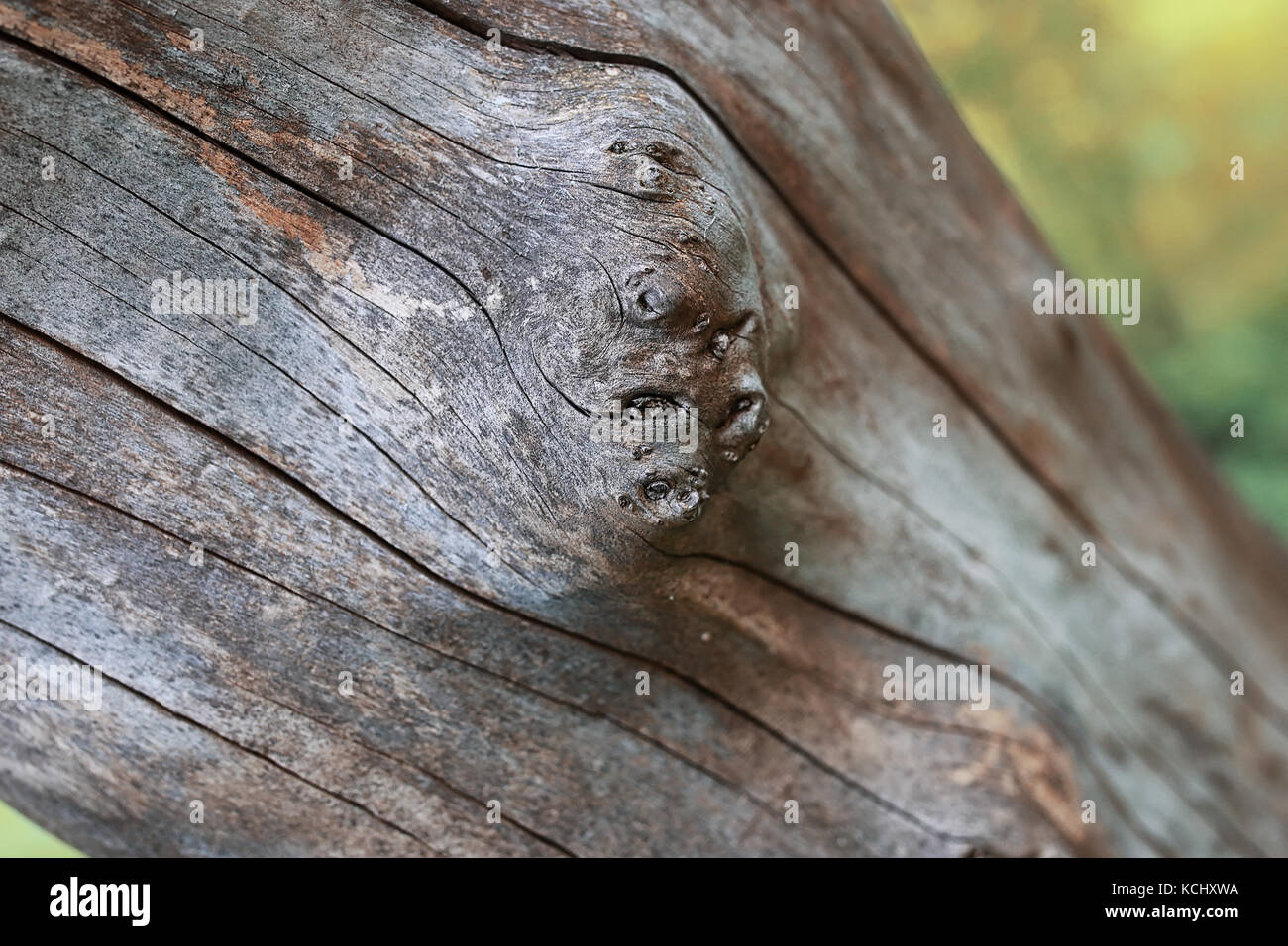 old textured dried-up tree at the beginning of the spring Stock Photo ...