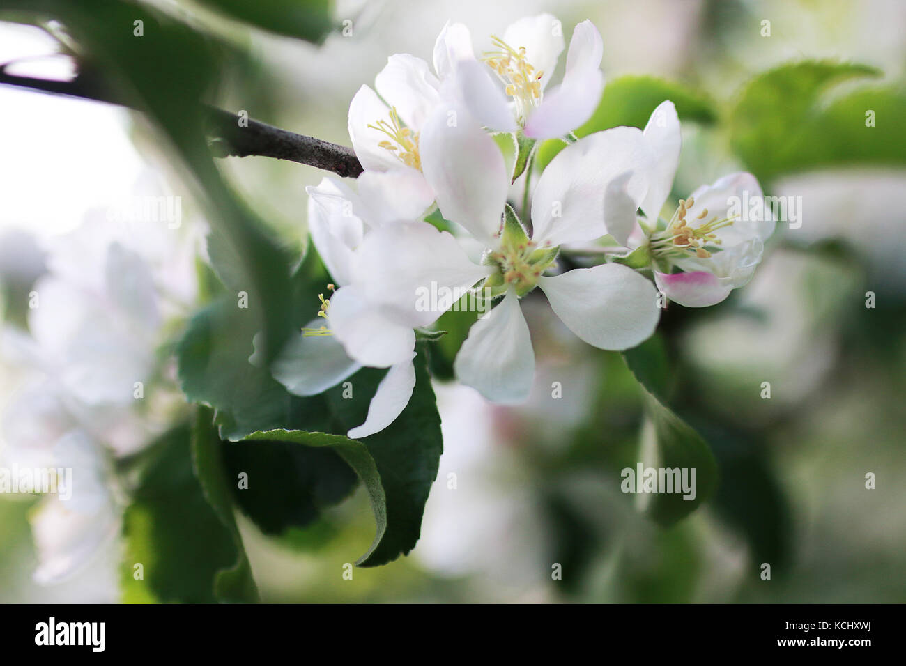 flowering apple tree with bright white flowers Stock Photo - Alamy