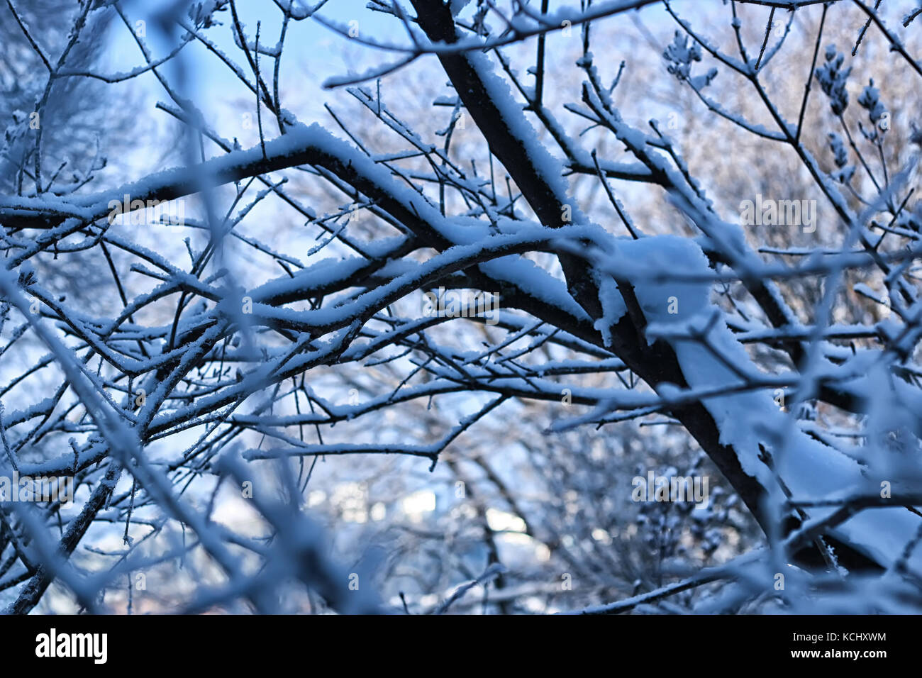 winter snow covered tree branches Stock Photo - Alamy
