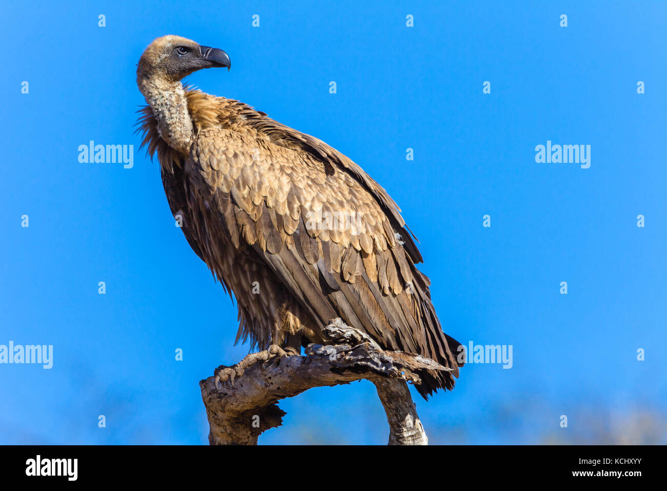 Vulture bird scavenger predator perched on tree branch above animal ...