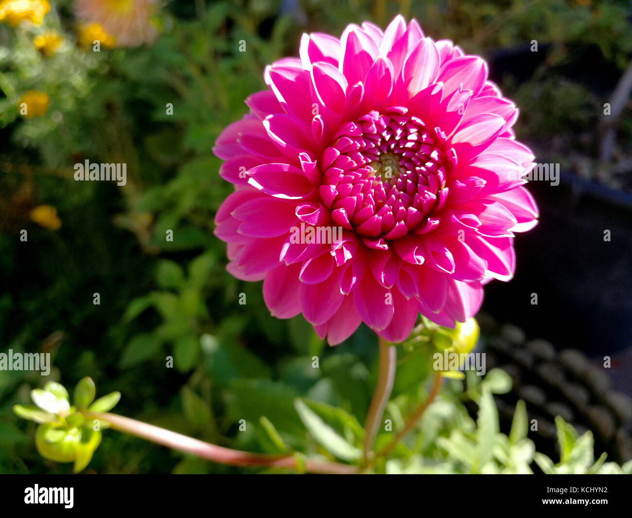 Bio cof hi-res stock photography and images - Alamy