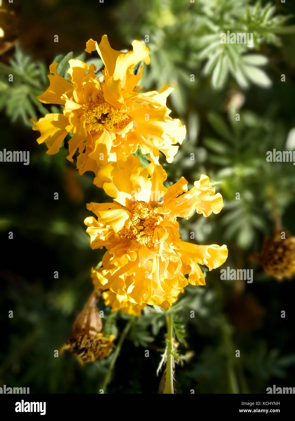 yellow tagetes in the garden Stock Photo - Alamy