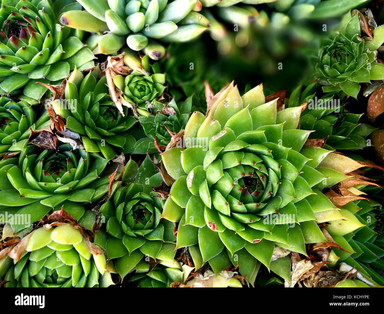 unusual succulent plants Stock Photo - Alamy