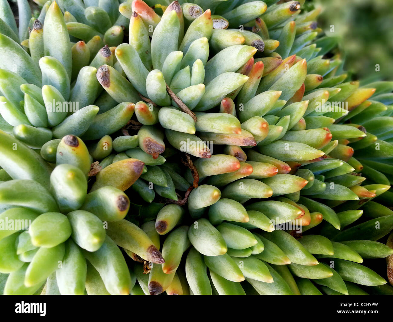 Invasive succulents hi-res stock photography and images - Alamy