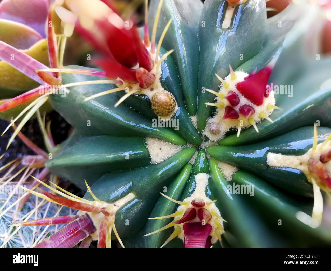 Red flowered cactus hi-res stock photography and images - Alamy