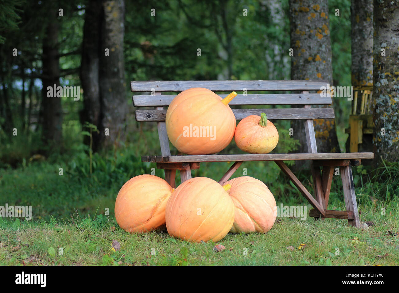 pumpkin outdoor nature autumn Stock Photo - Alamy