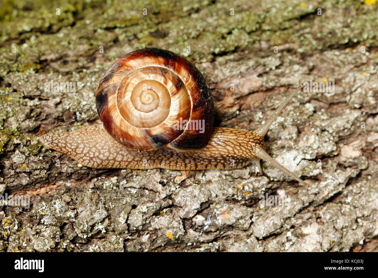 Picture of a Snail in the morning Stock Photo - Alamy
