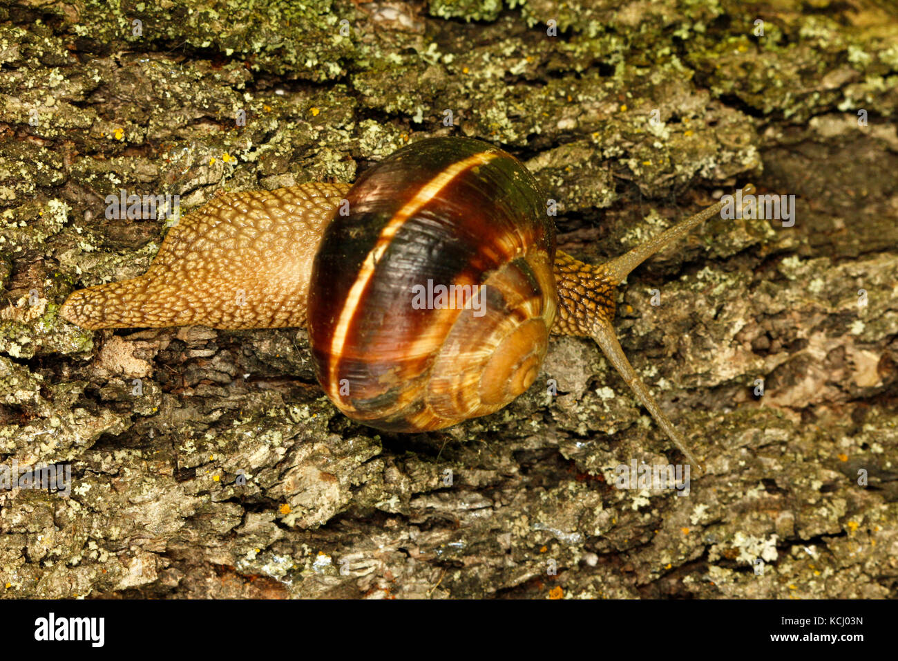 Picture of a Snail in the morning Stock Photo - Alamy