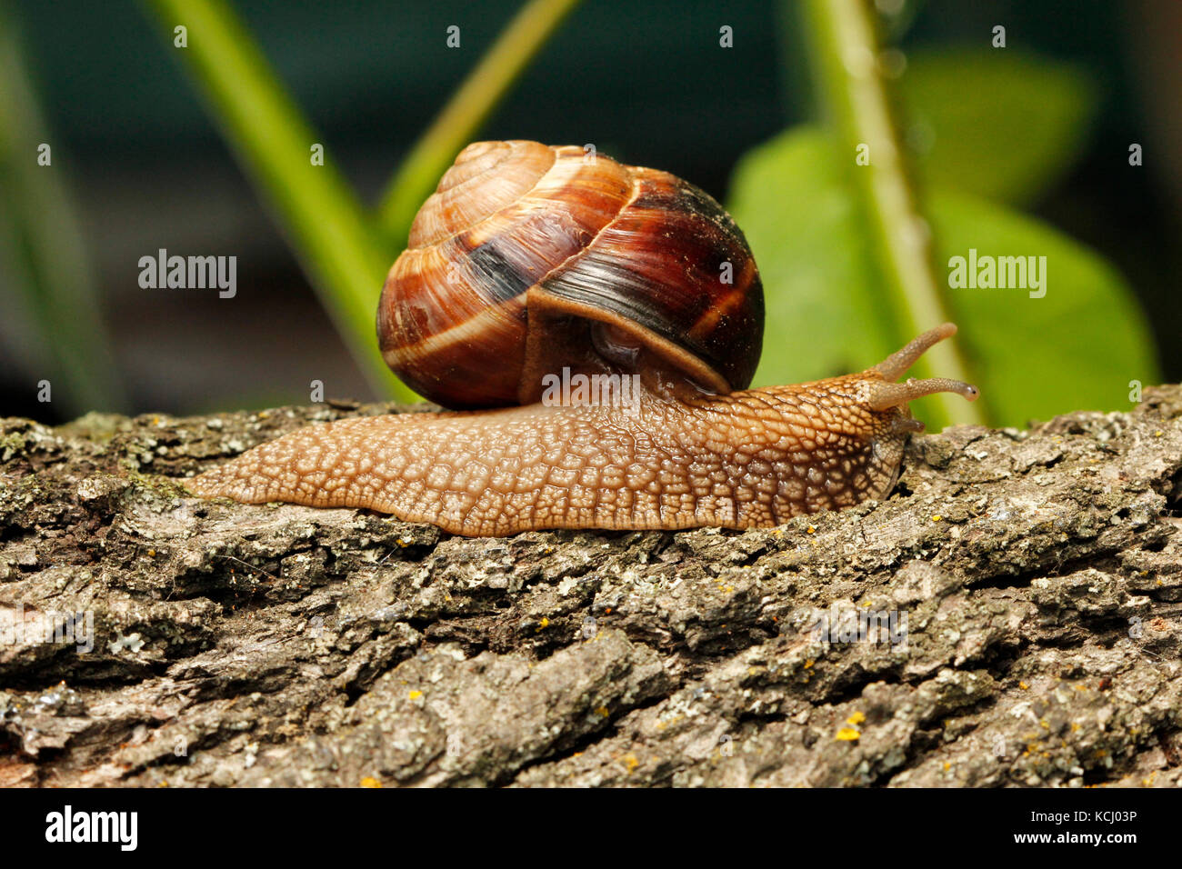 Picture of a Snail in the morning Stock Photo - Alamy