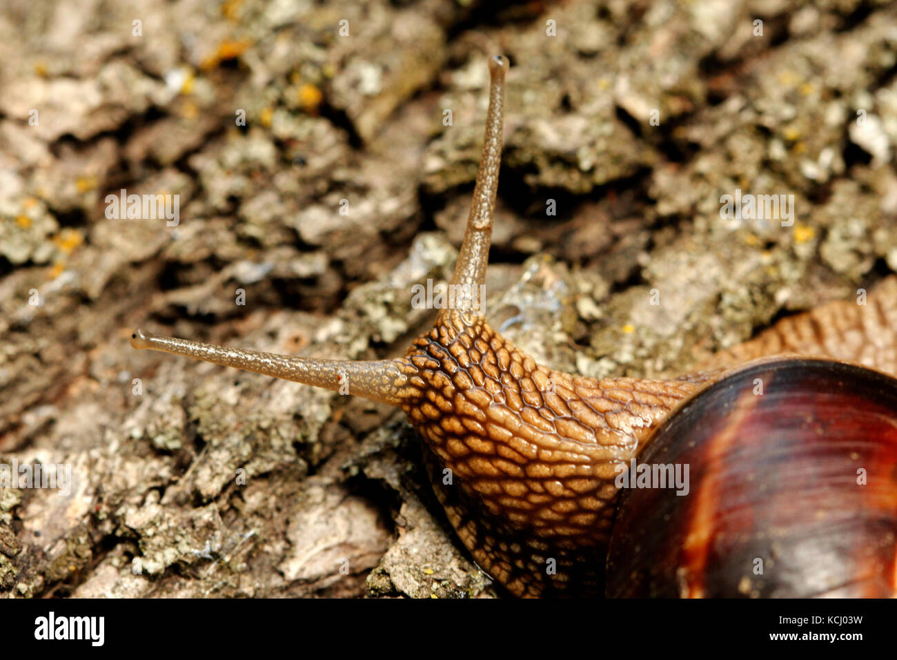 Picture of a Snail in the morning Stock Photo - Alamy
