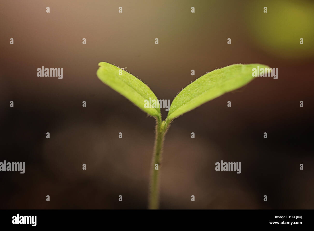 small sprout from seeds Stock Photo - Alamy