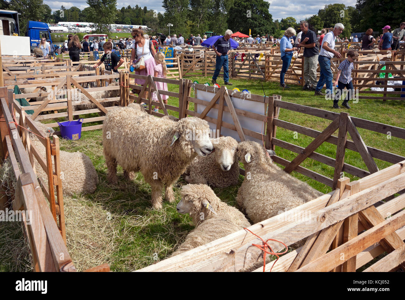 Lincoln Longwool sheep in pens at Ripley Show in summer North Yorkshire ...