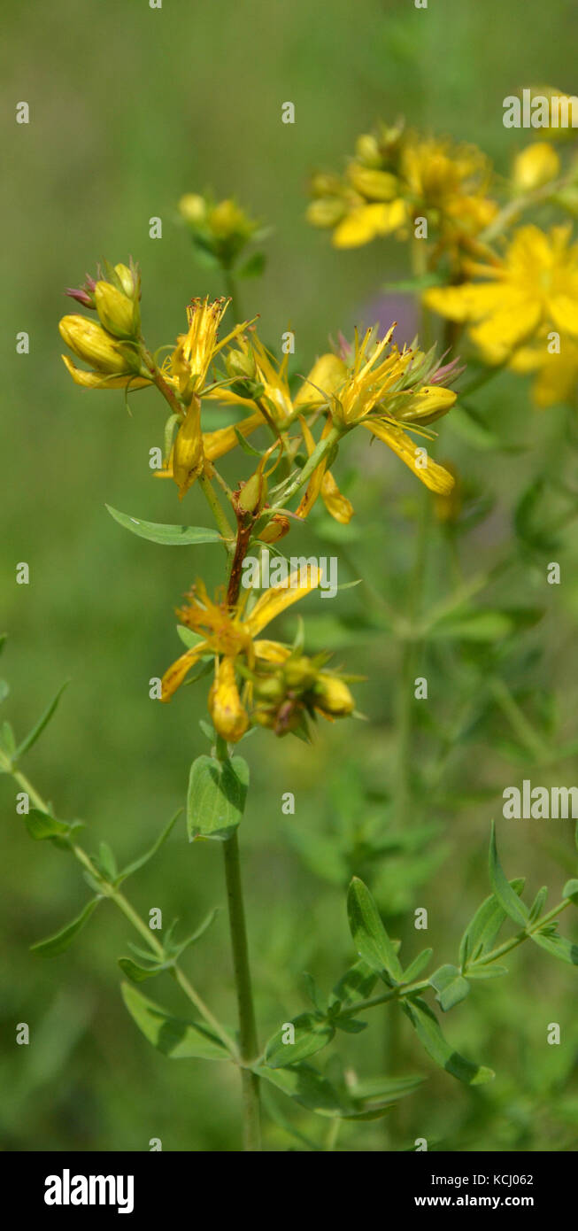 Picture of a Yellow flowers of hypericum perforatum. St. john's worth ...