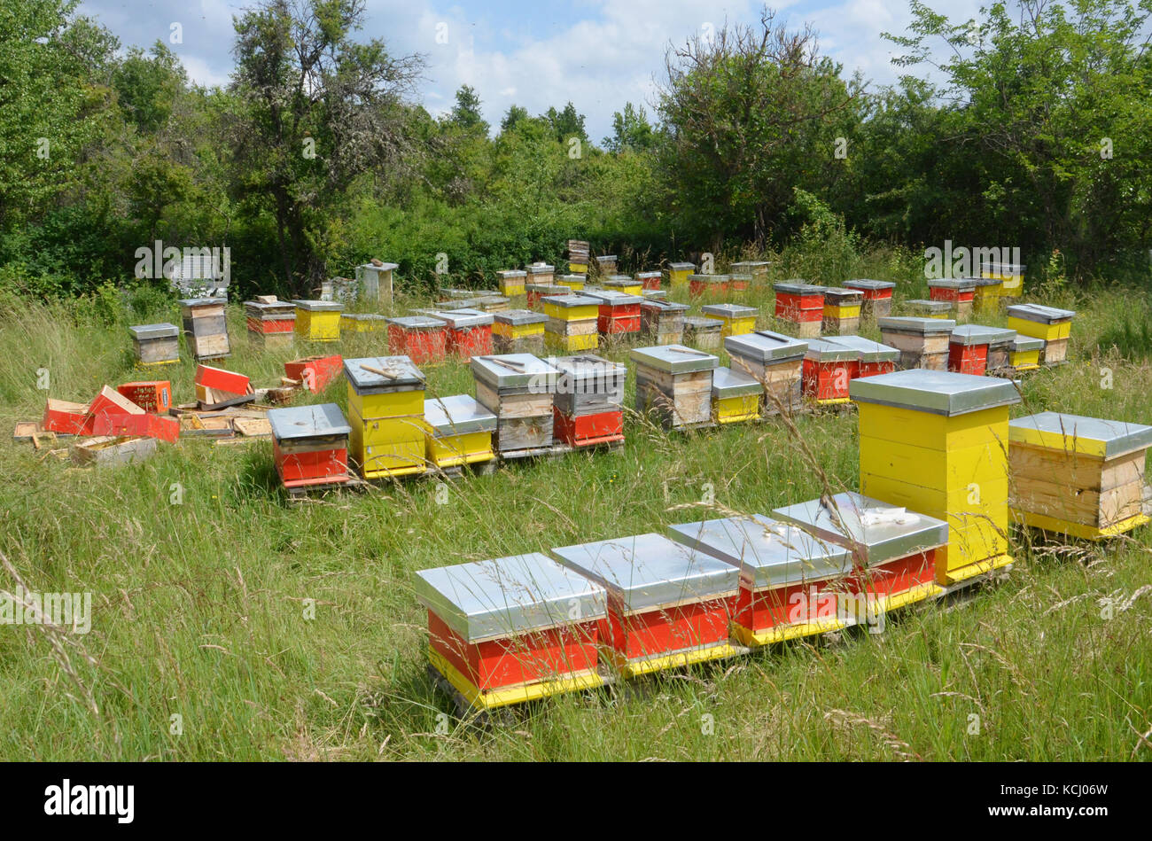 Bee houses in the forest Stock Photo - Alamy