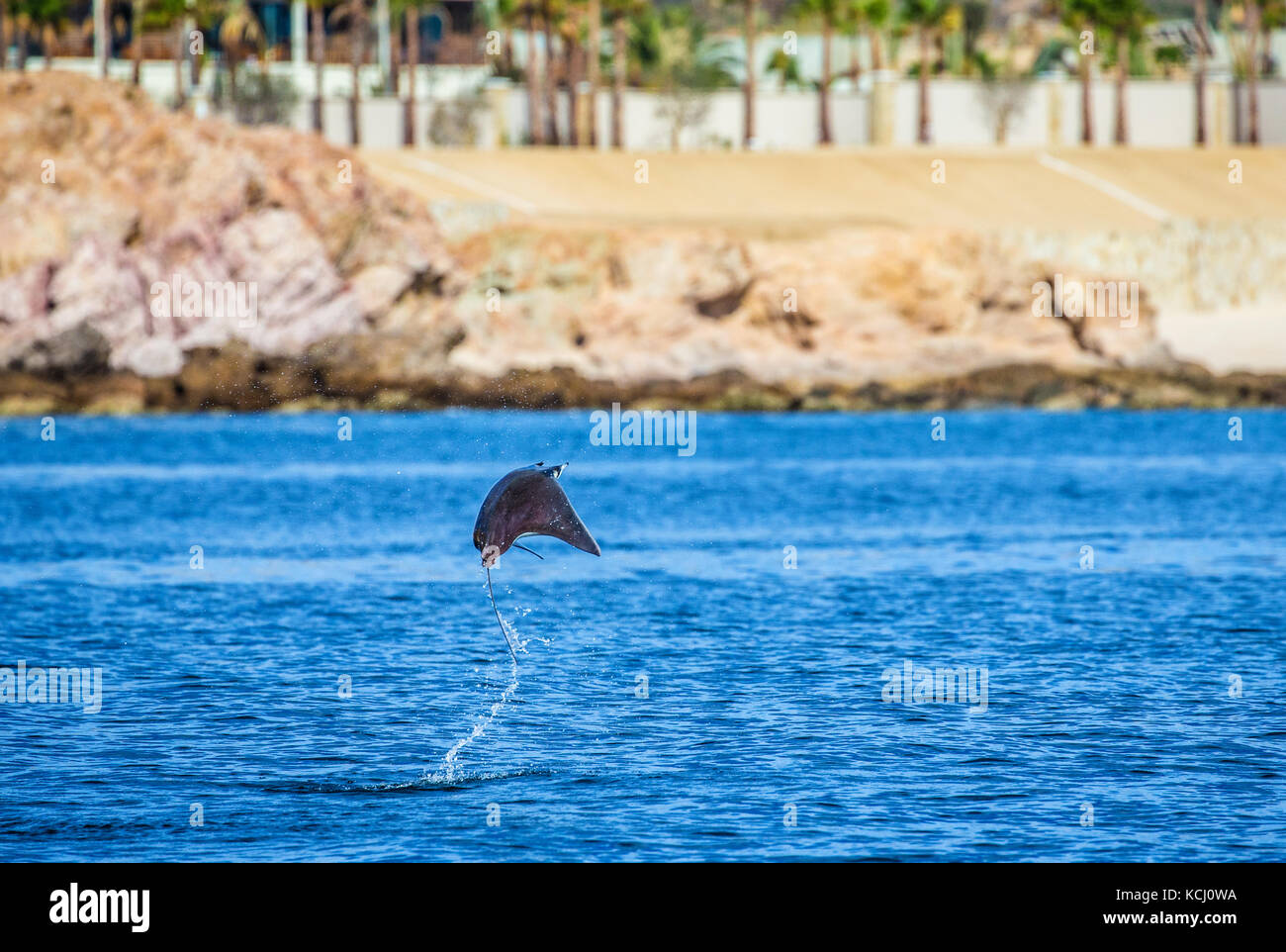 Mobula ray is jumping in the background of the beach of Cabo San Lucas ...