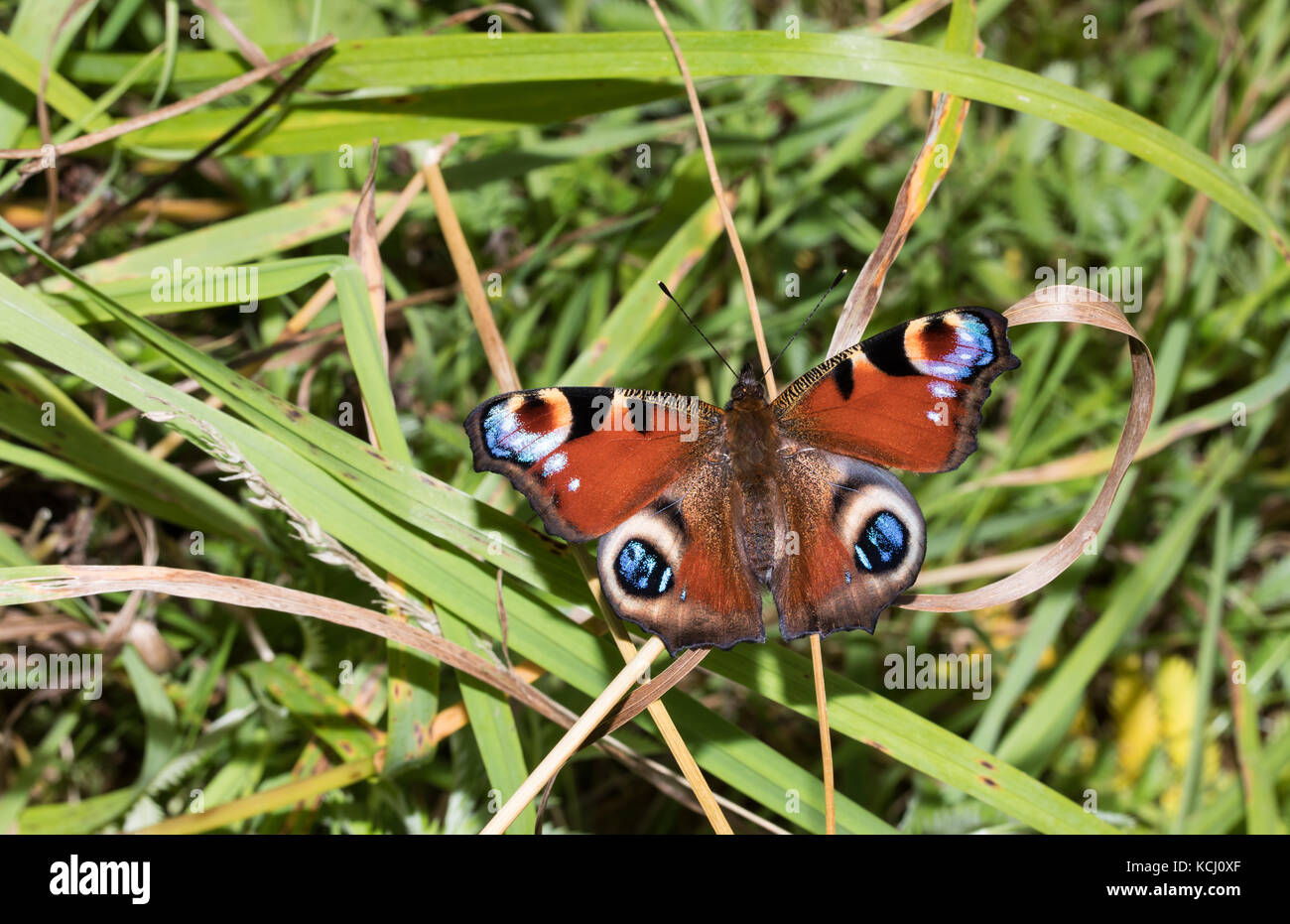 Peacock Butterfly UK Stock Photo - Alamy
