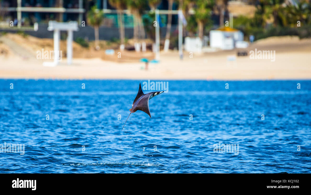 Mobula ray is jumping in the background of the beach of Cabo San Lucas ...