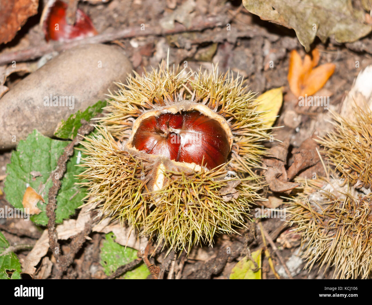 brown ripe fresh sweet chestnuts on forest floor with green shells open ...