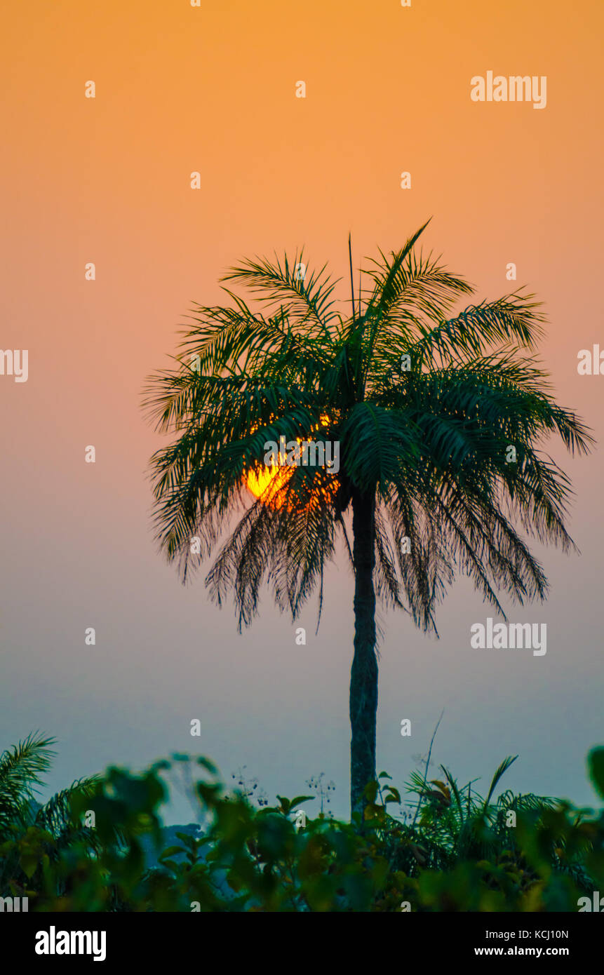 Beautiful tropical forest palm trees hi-res stock photography and ...