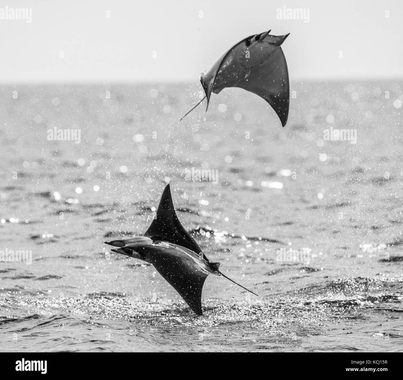 Mobula rays are jumps out of the water. Mexico. Sea of Cortez ...