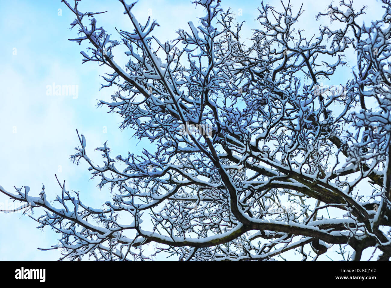 winter snow branch tree covered Stock Photo - Alamy