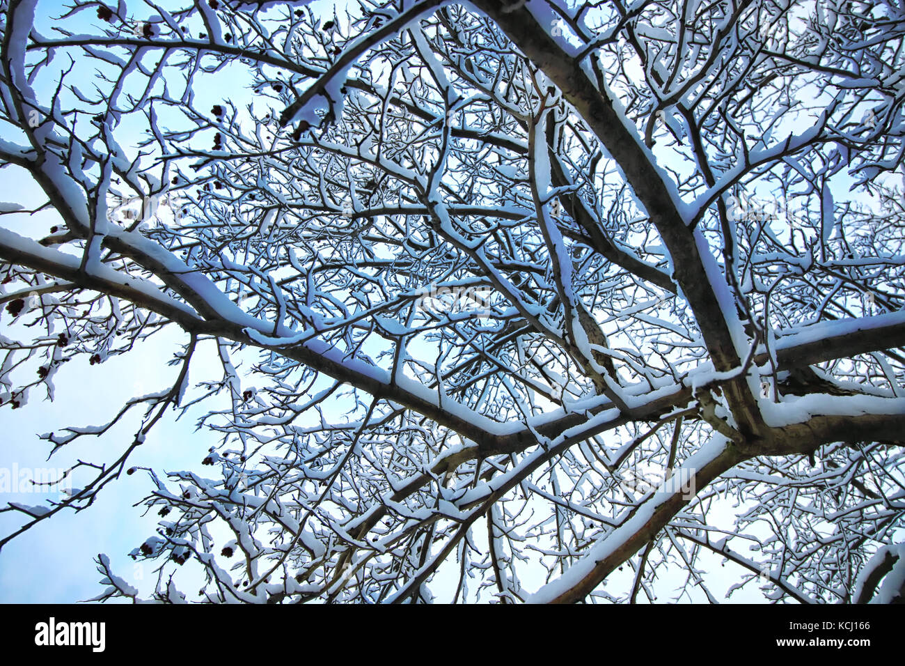 winter snow branch tree covered Stock Photo - Alamy