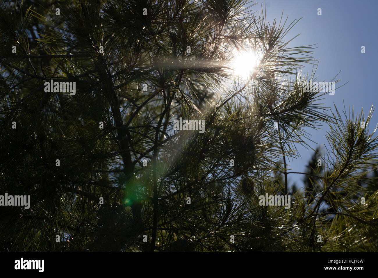 Good morning nature hi-res stock photography and images - Alamy