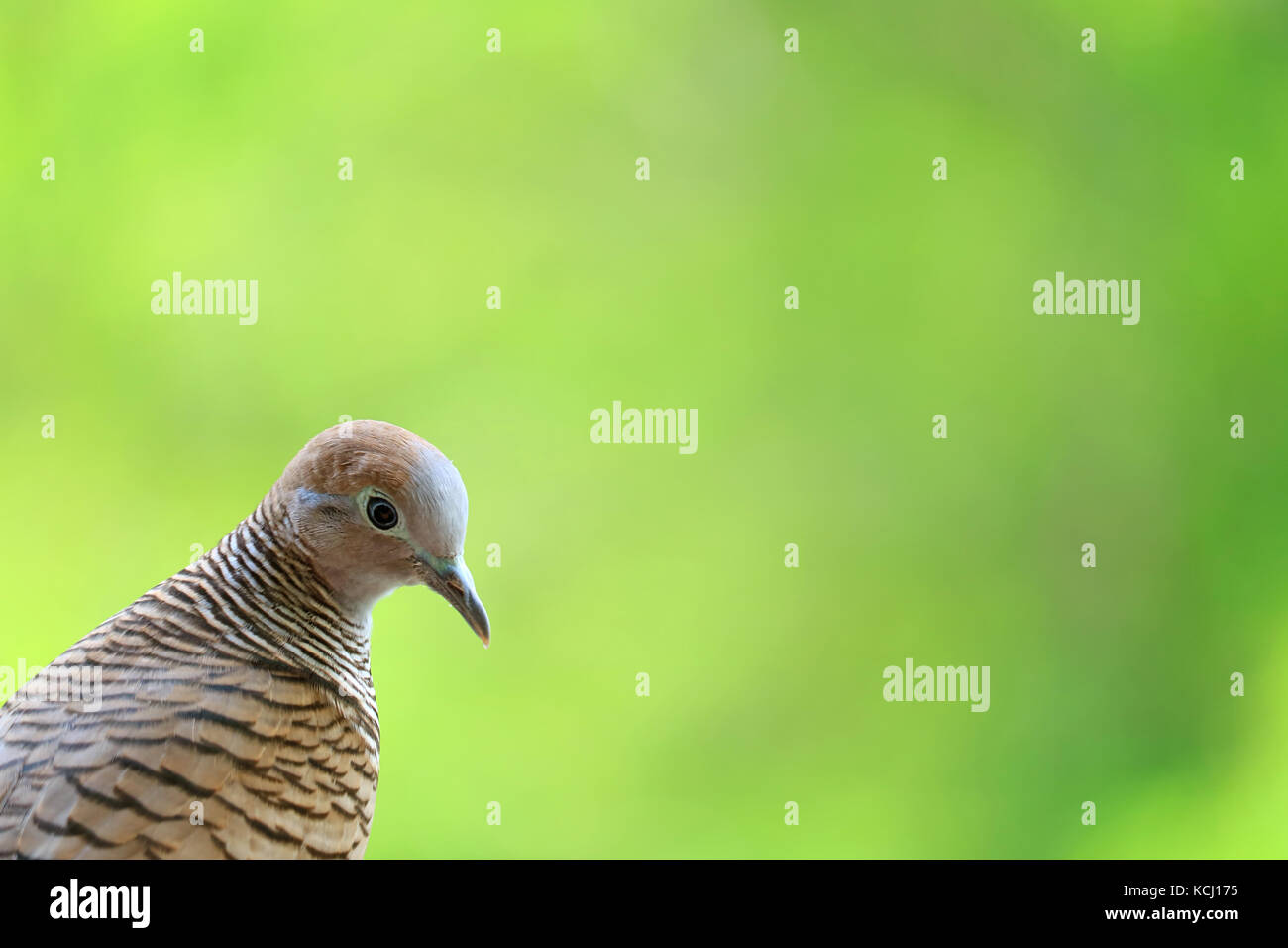 One Beautiful Wild Zebra Dove Relaxing in the Sunlight, with Free Space ...