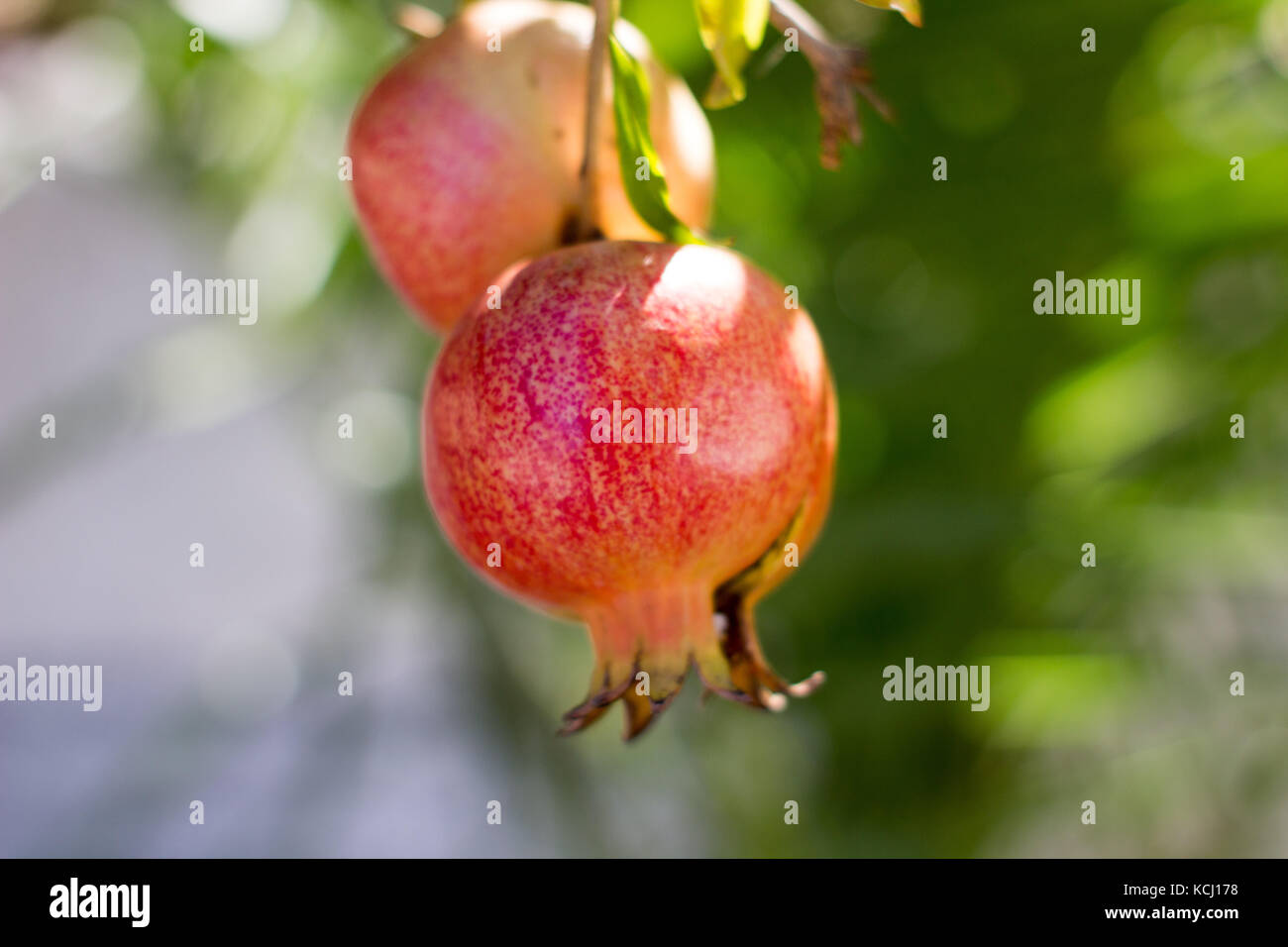 a pomegranate fruit hanging from a tree healthy living and eating Stock ...