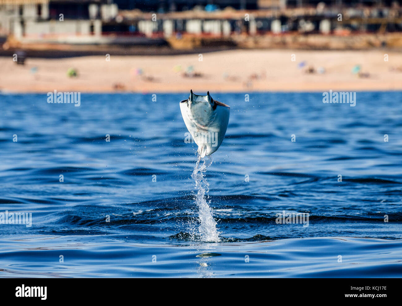 Mobula ray jumping hi-res stock photography and images - Alamy