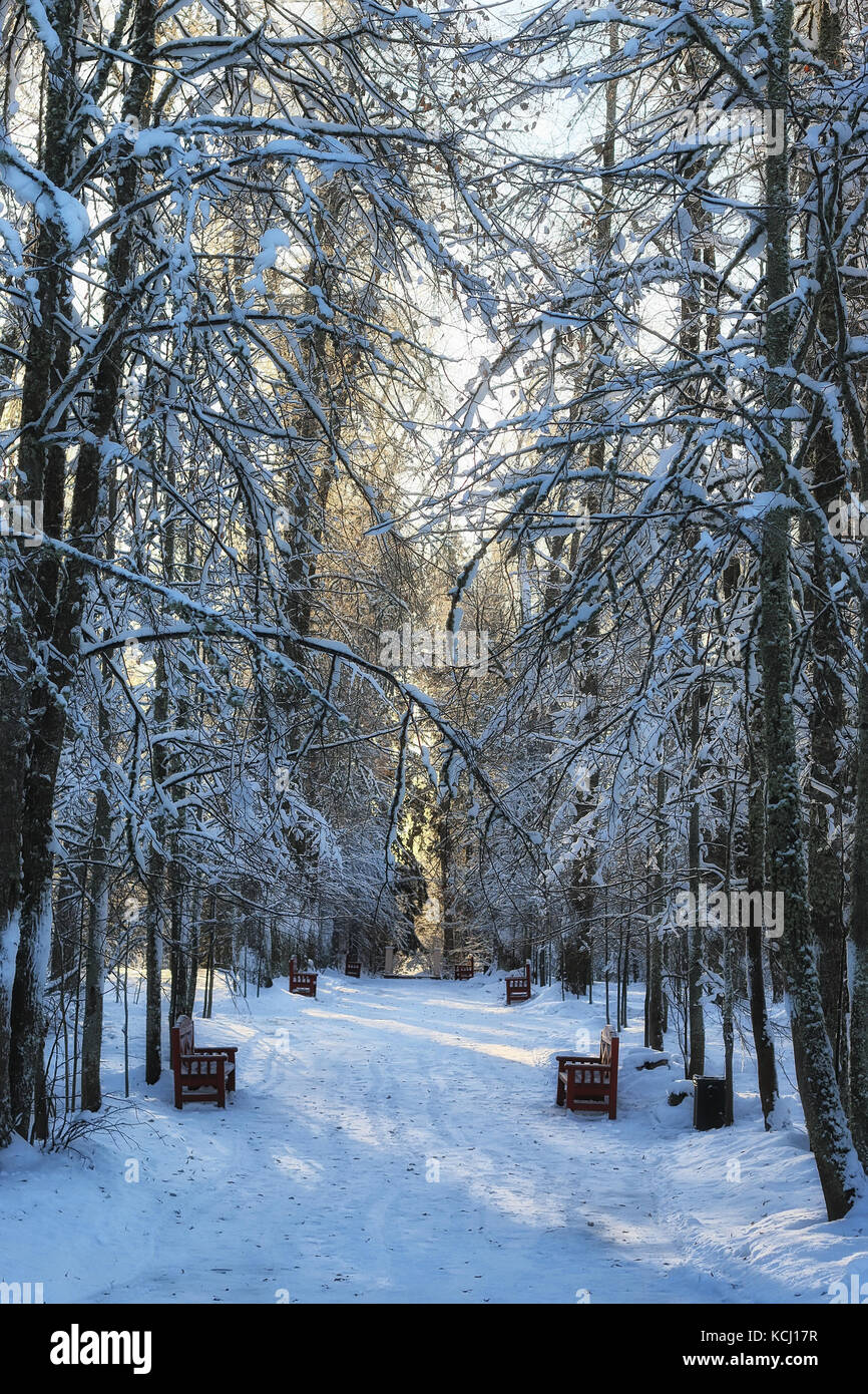 winter forest landscape sunlight snow Stock Photo - Alamy