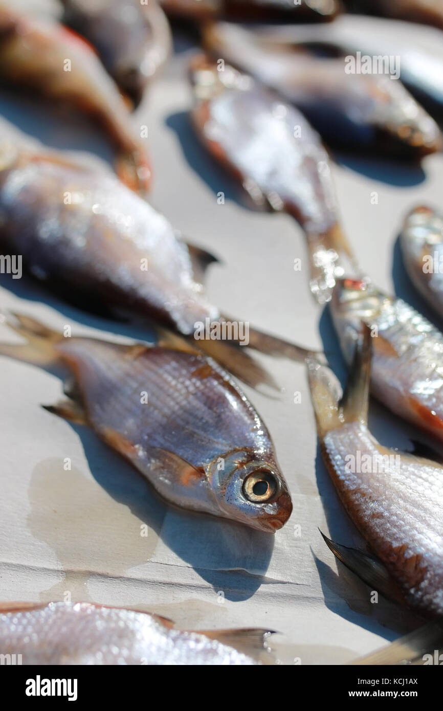 small fish on table Stock Photo - Alamy