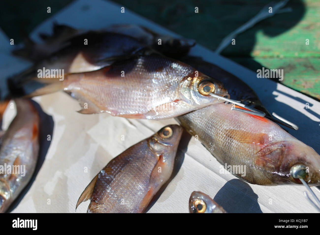 small fish on table Stock Photo - Alamy