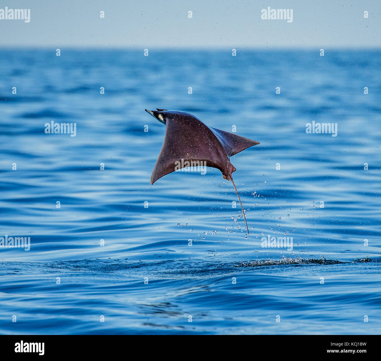 Mobula ray is jumps out of the water. Mexico. Sea of Cortez. California ...