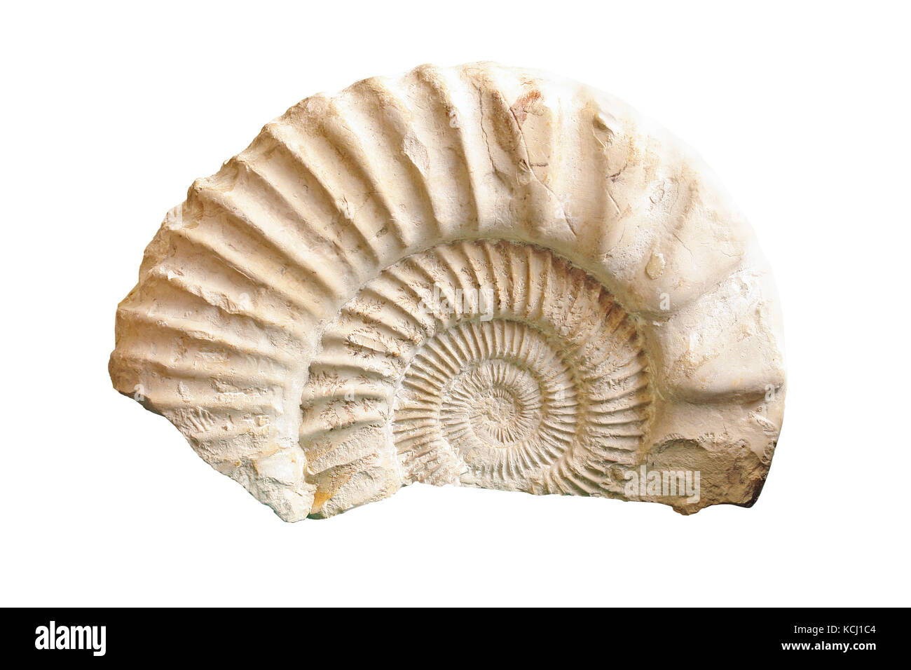 Fossil plant jurassic hi-res stock photography and images - Alamy