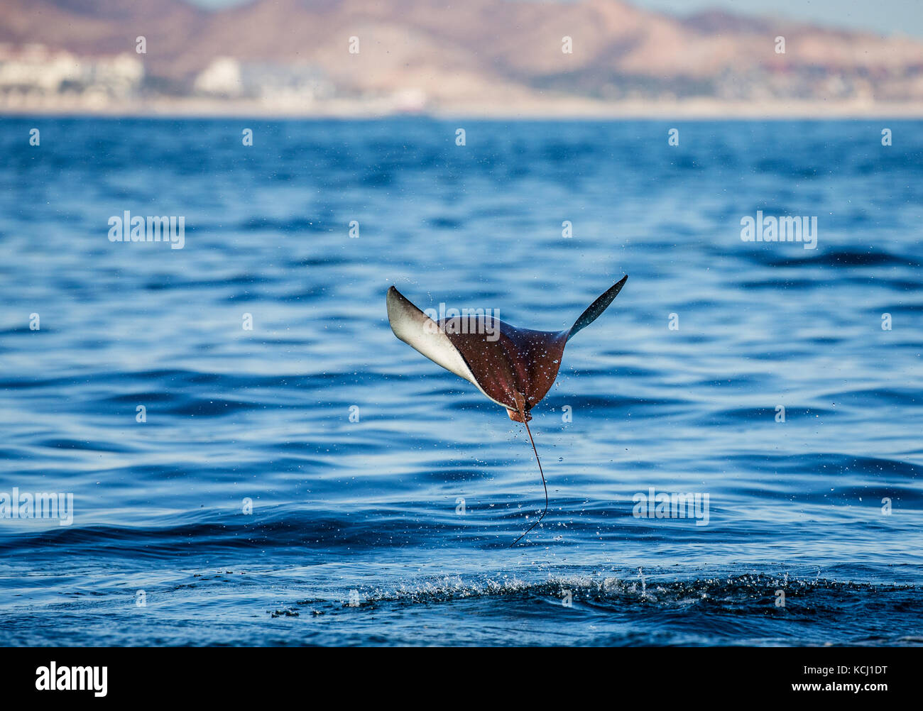 Mobula ray jumping hi-res stock photography and images - Alamy