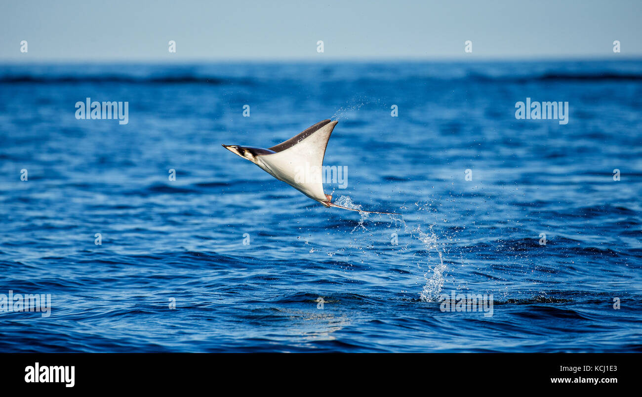 Mobula ray is jumps out of the water. Mexico. Sea of Cortez. California ...