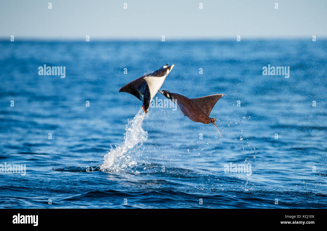 Flying mobula rays hi-res stock photography and images - Alamy