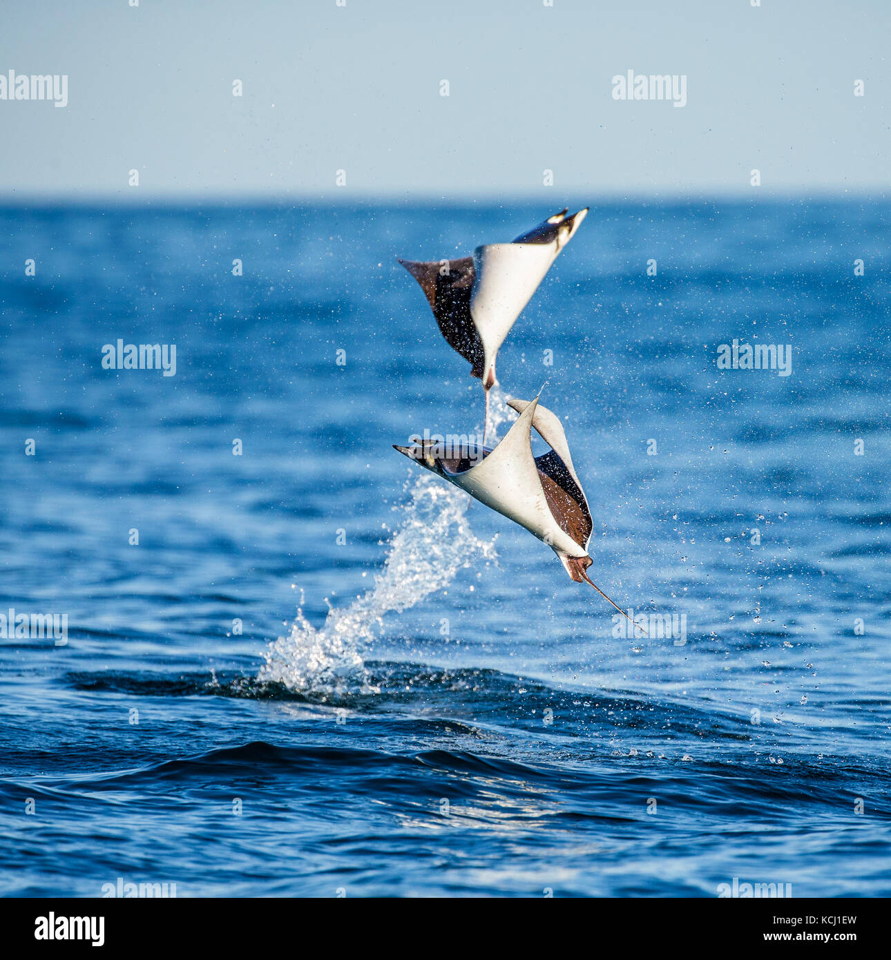 Mobula rays are jumps out of the water. Mexico. Sea of Cortez ...
