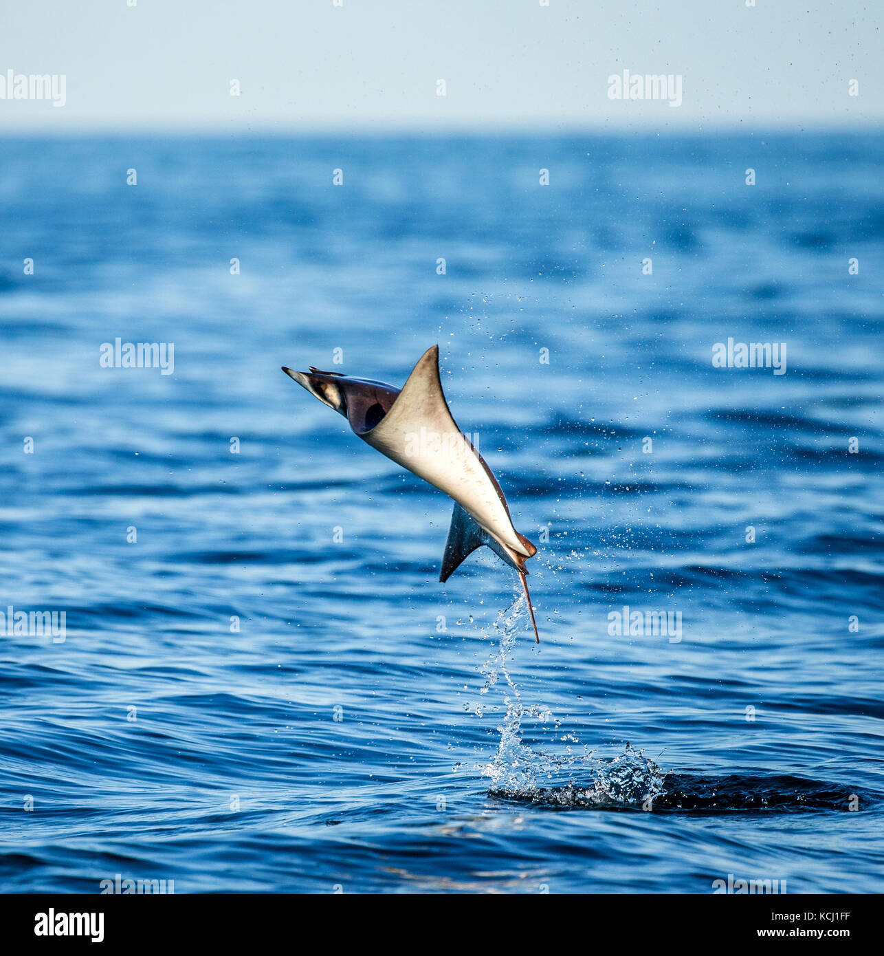 Mobula ray is jumps out of the water. Mexico. Sea of Cortez. California ...