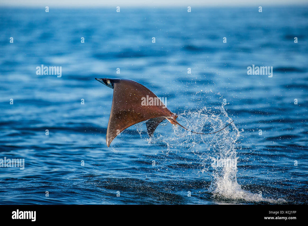 Mobula ray is jumps out of the water. Mexico. Sea of Cortez. California ...