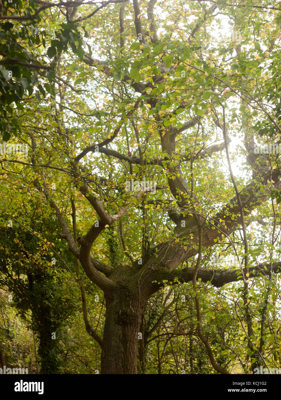 beautiful lush tree top scenery in autumn colours leaves fall outside ...