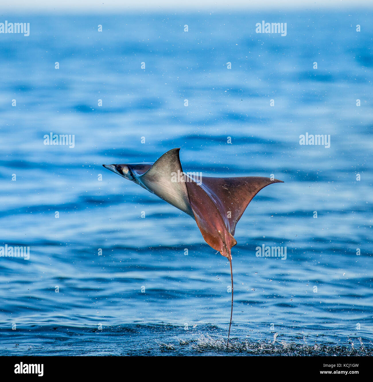 Mobula ray is jumps out of the water. Mexico. Sea of Cortez. California ...