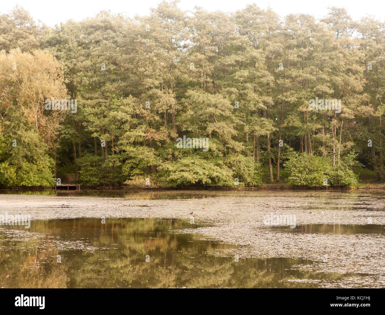 autumn lake horizon landscape zoomed in scene trees and water surface ...