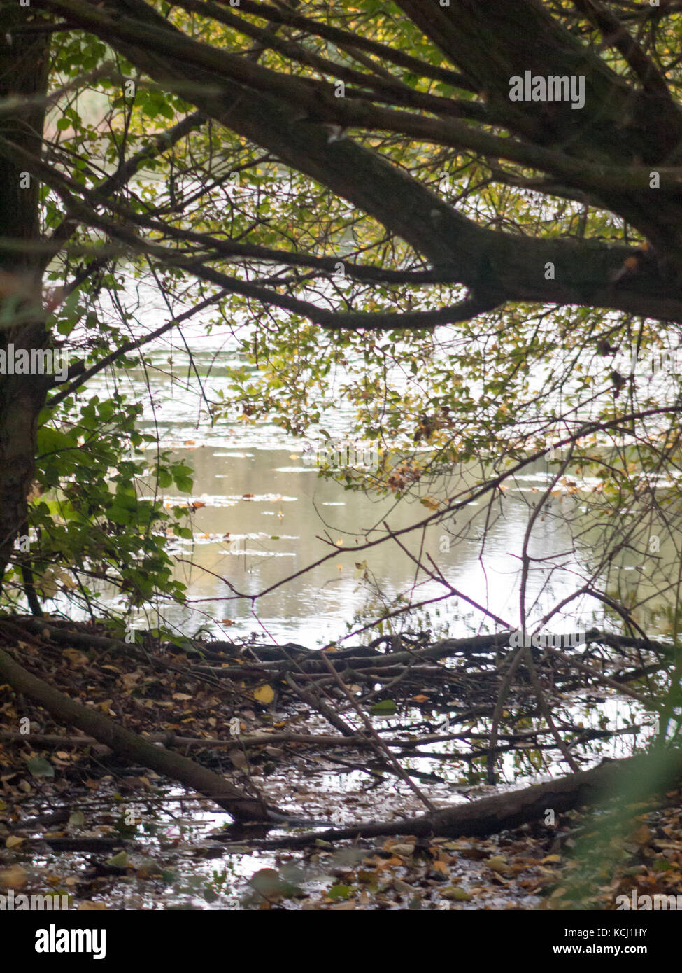 peaceful close up edge of water stream lake with branches and leaves ...