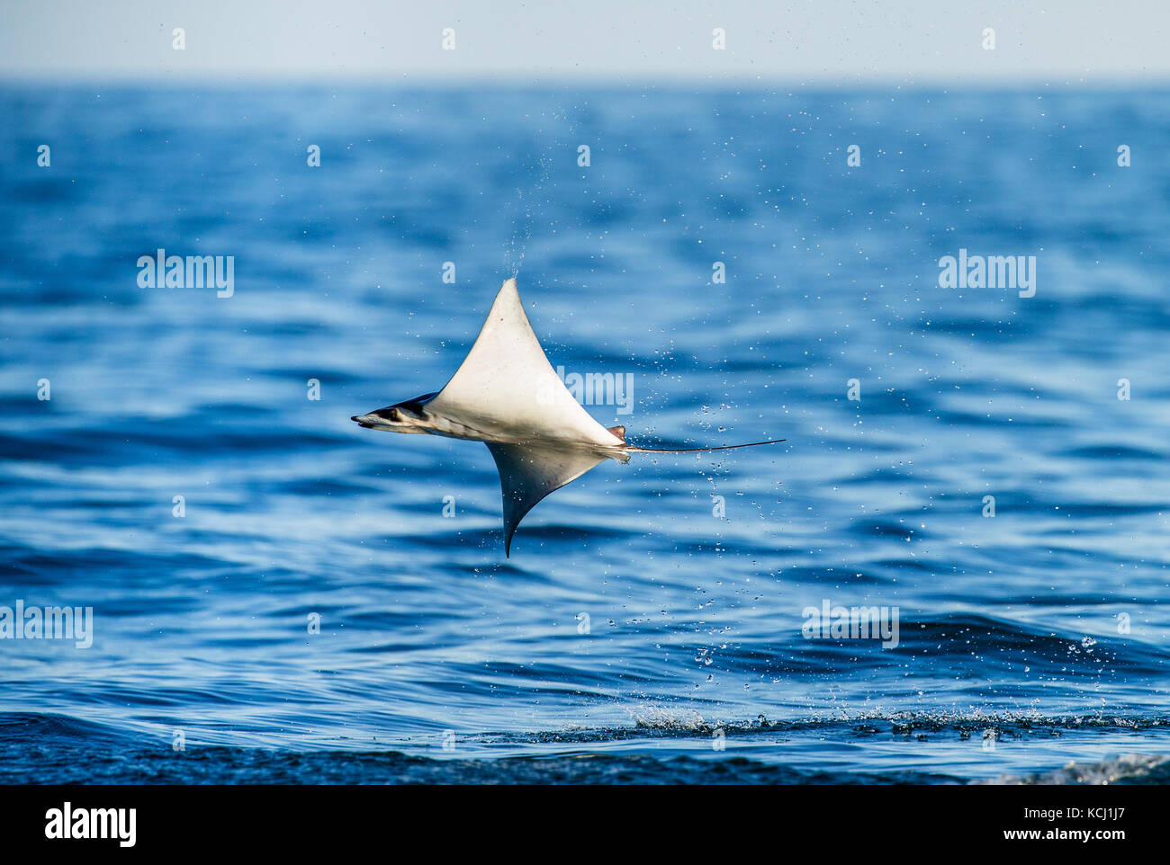 Mobula ray is jumps out of the water. Mexico. Sea of Cortez. California ...