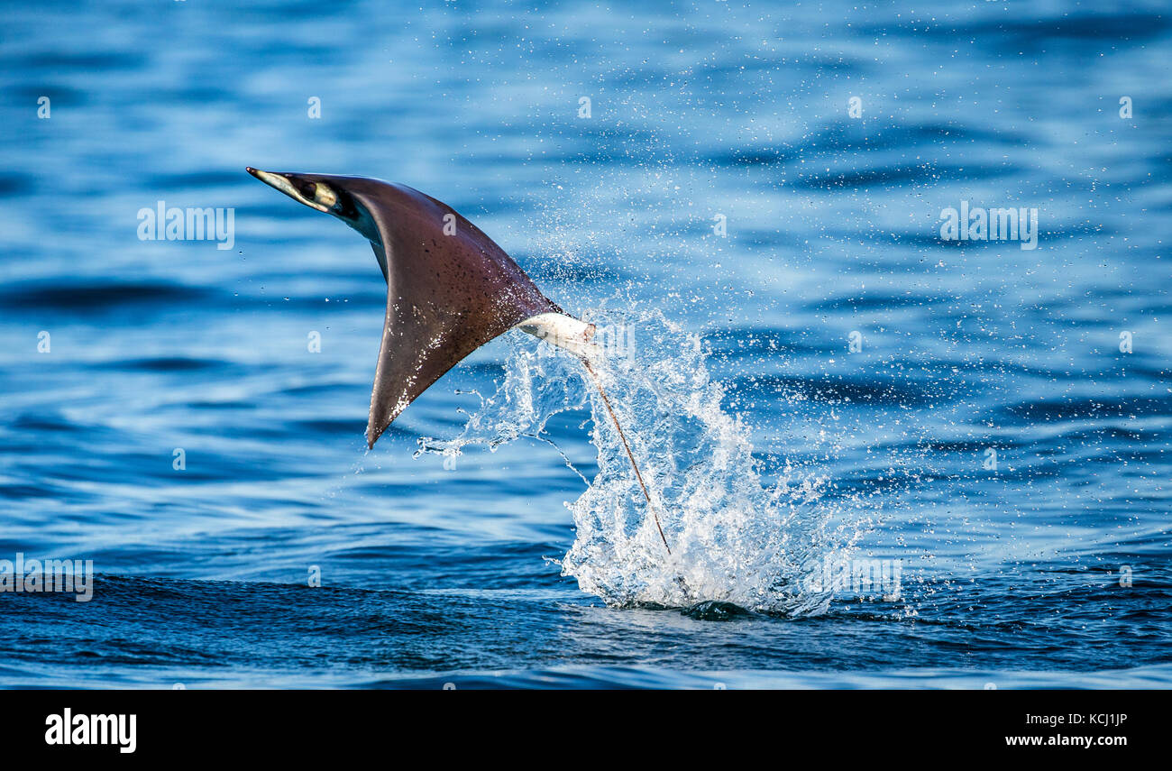 Mobula ray is jumps out of the water. Mexico. Sea of Cortez. California ...