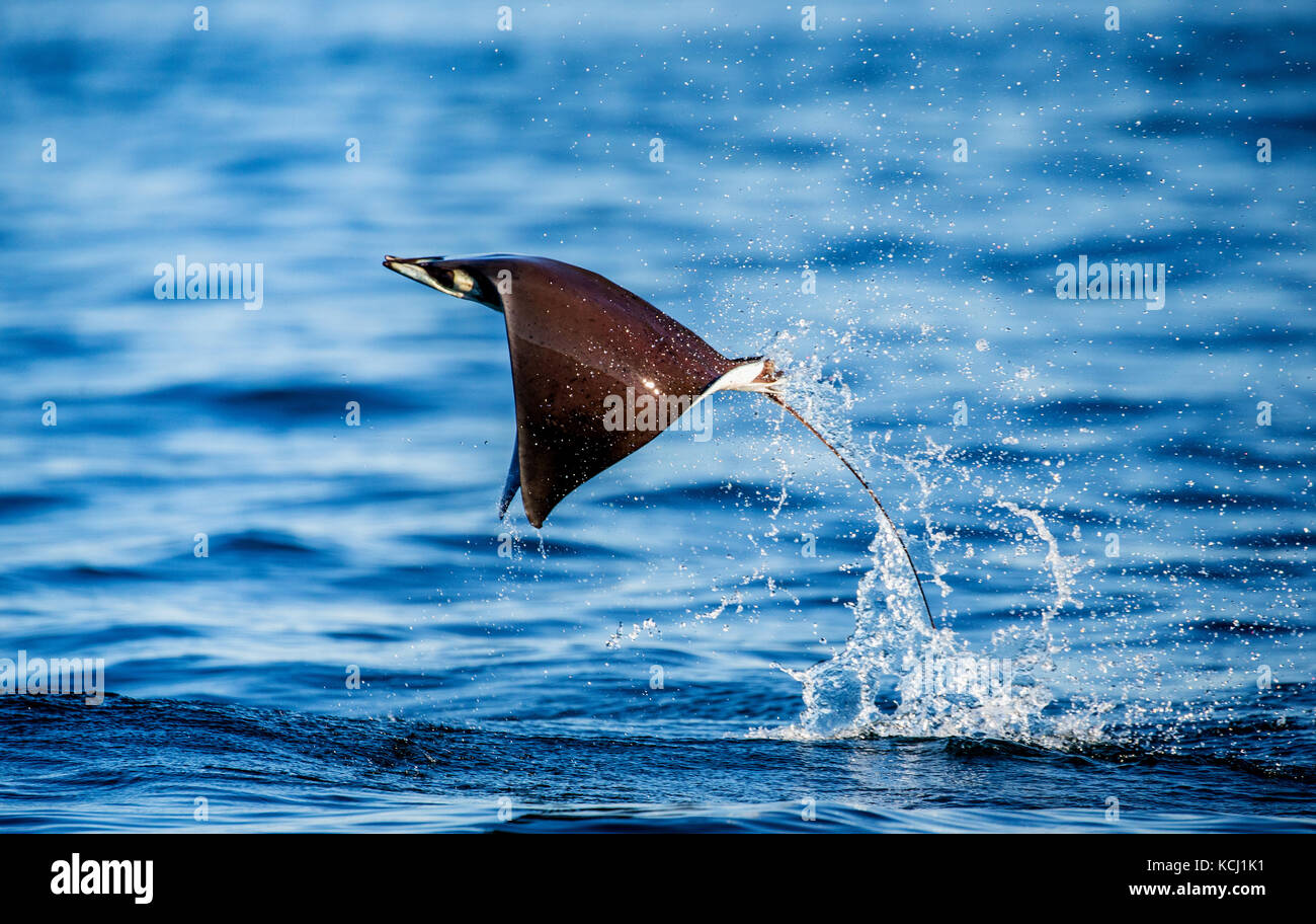 Mobula ray is jumps out of the water. Mexico. Sea of Cortez. California ...