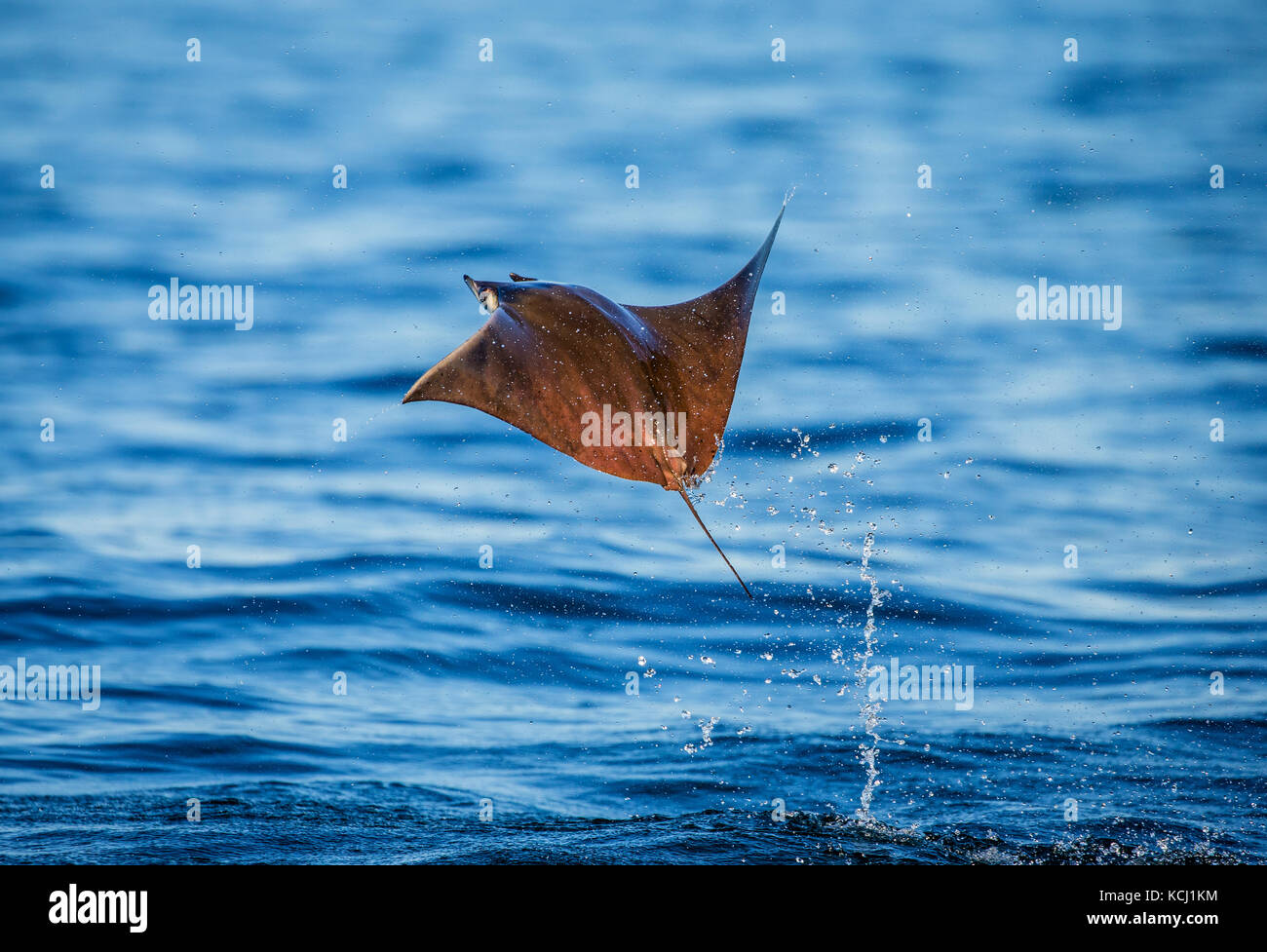Mobula ray is jumps out of the water. Mexico. Sea of Cortez. California ...