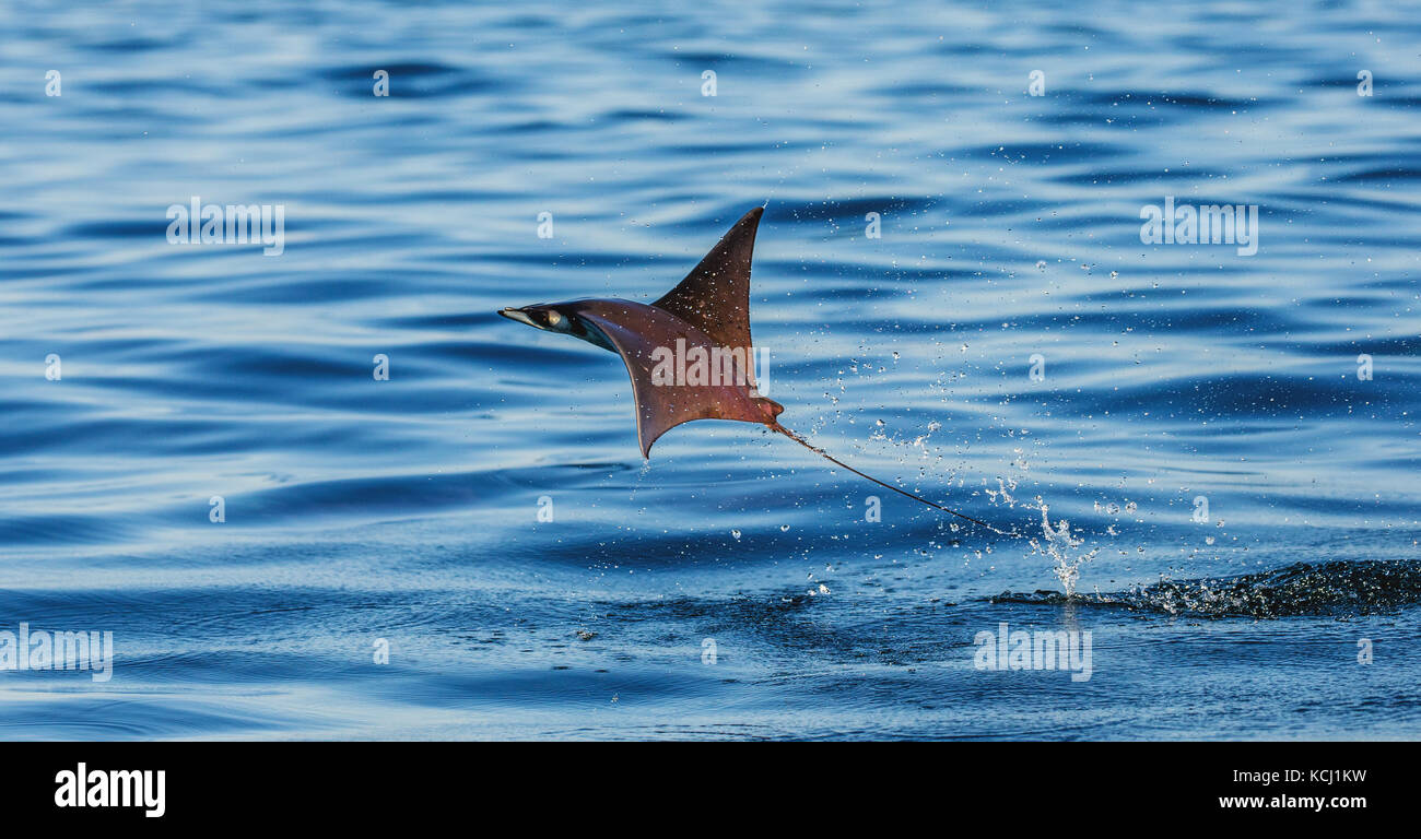 Mobula ray is jumps out of the water. Mexico. Sea of Cortez. California ...